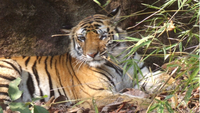 Tiger State: फिर टाइगर स्टेट बनने की दहलीज पर मध्य प्रदेश नौ अप्रैल को ...