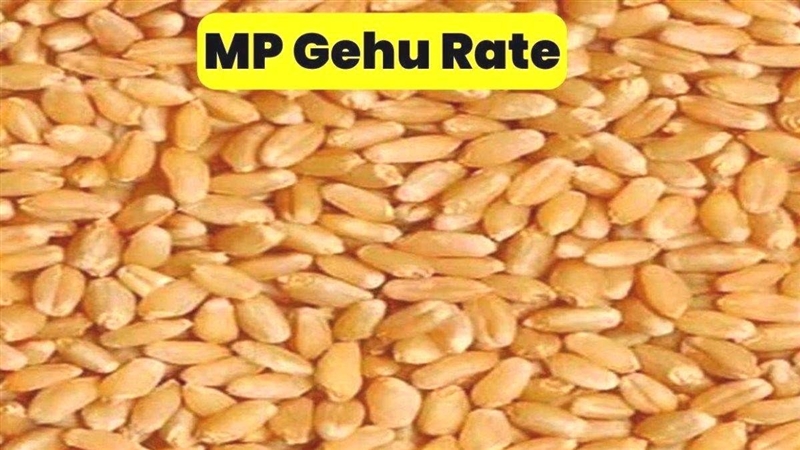 MP Gehu Rate: मंडी में गेहूं की बंपर आवक फिर भी उपभोक्ताओं को मिल रहा ...