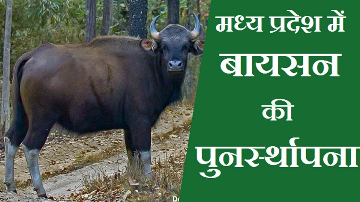 Reinstallation of Bison: कान्हा से तीन खेप में 13 बायसन पहुंचे संजय ...