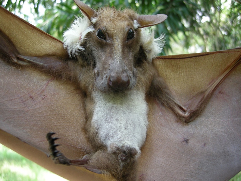 डॉगी की तरह नजर आ रहा यह चमगादड़, तस्वीर हुई वायरल, जानिए इसका सच - Dog ...