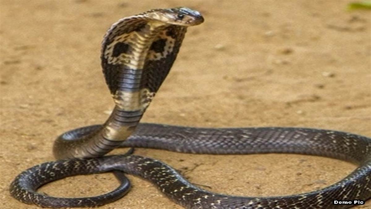 नागलोक है नागफनी: यहां पाई जाती हैं नागों की प्रजातियां, संरक्षण के लिए ...