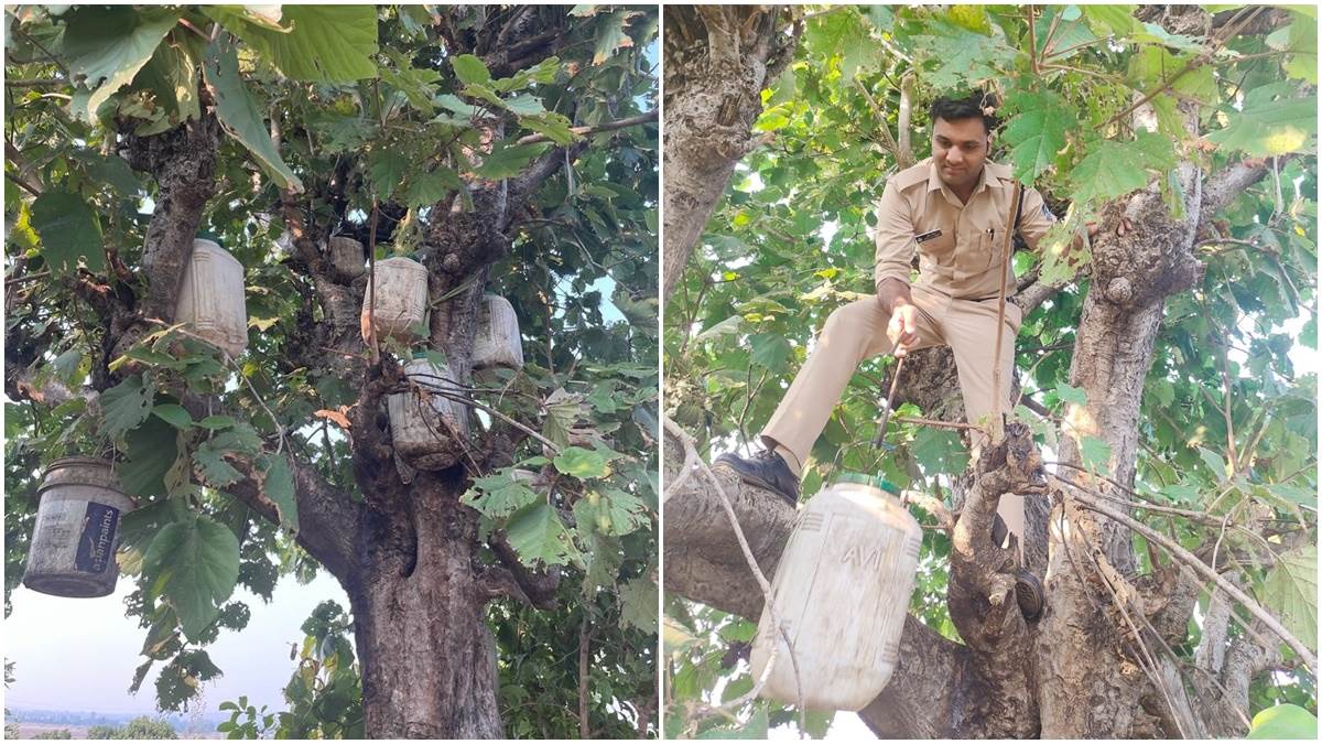 Bhopal News: तस्करों ने पेड़ों पर टांग रखे थे अवैध शराब के कुप्पे ...