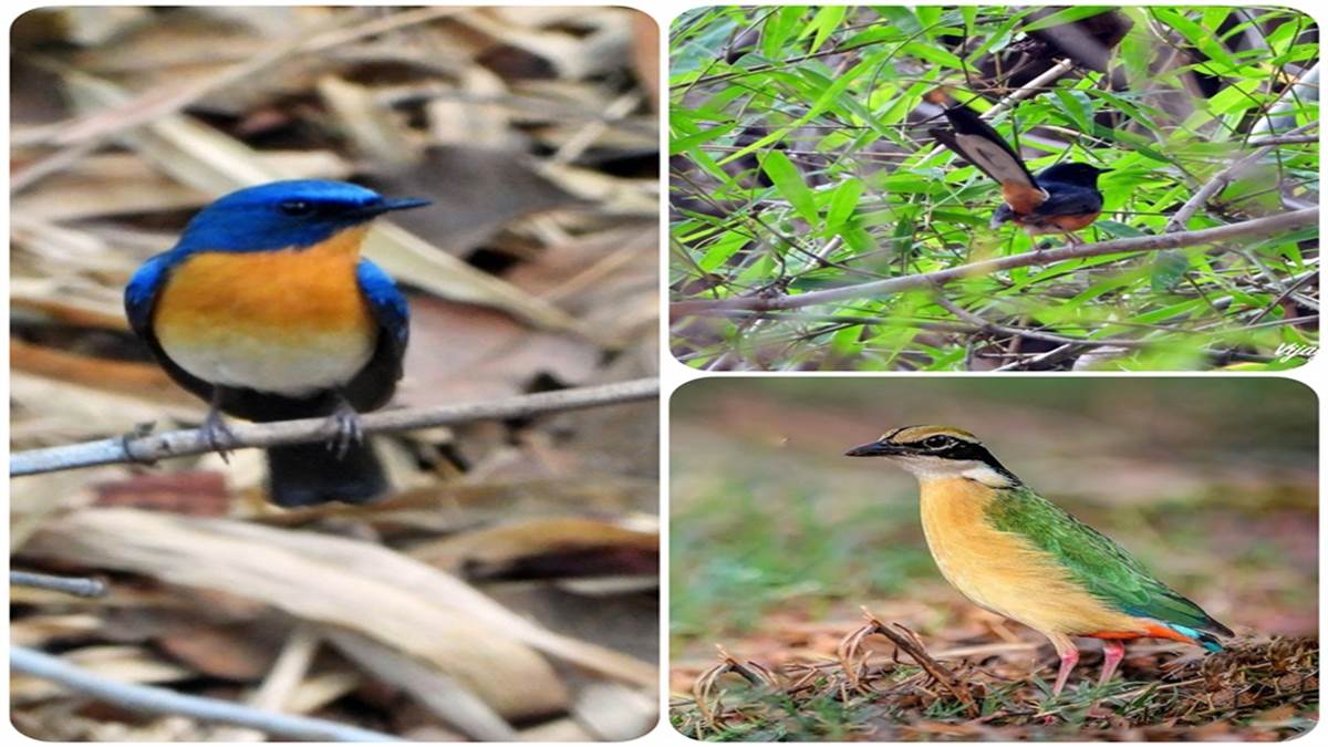 MP: सिवनी के पेंच टाइगर रिजर्व में प्रवासी पक्षियों का डेरा, आकर्षक ...