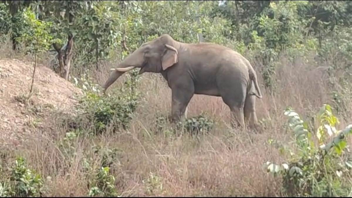 Ambikapur News : जंगली हाथियों की दहशत में रहने मजबूर हैं ग्रामीण ... Ambikapur News : जंगली हाथियों की दहशत में रहने मजबूर हैं ग्रामीण ...