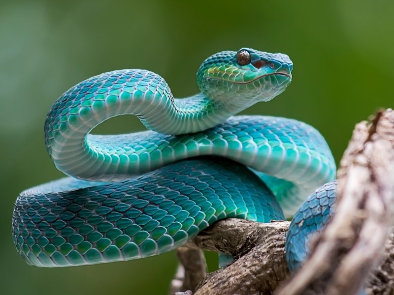 मरने के बाद भी इन जानवरों के शरीर में कई घंटों तक बनी रहती है हरकत ...