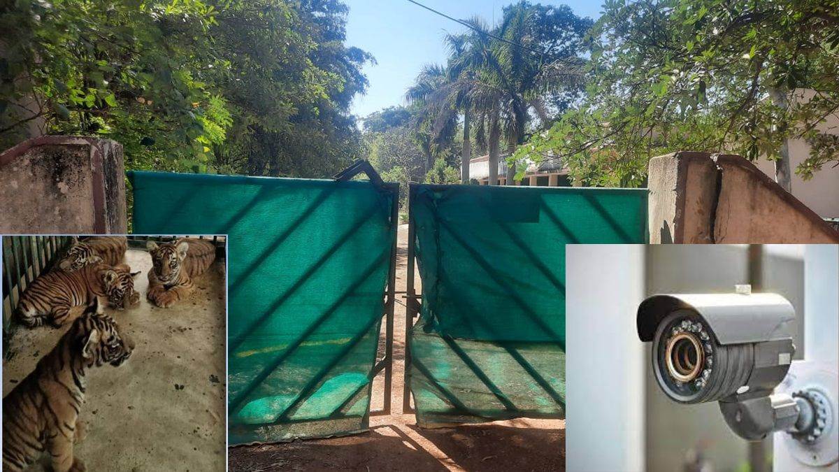 Bilaspur Kanan Pendari Zoo News: बाघ के अलावा लायन व तेंदुआ के केज में ...