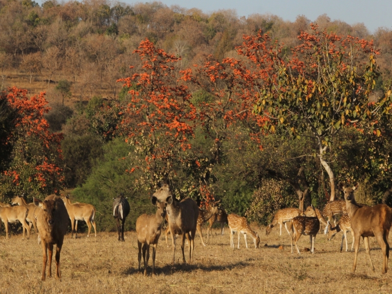 Van Vihar Bhopal: भोपाल के वन विहार में आज रात से शुरू होगी 'नाइट सफारी ...
