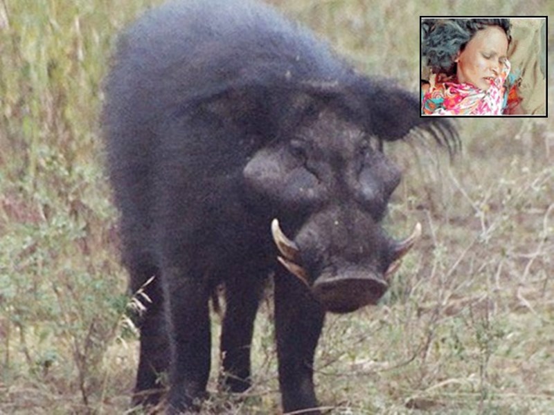 Dantewada News : दंतेवाड़ा में जंगली सूअर से भिड़कर महिला ने बचा लिया ...