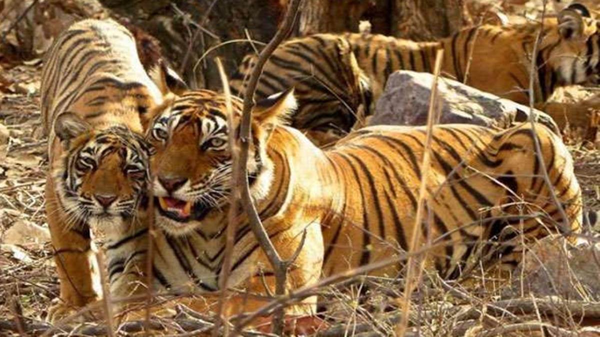 Tiger State: मध्‍य प्रदेश में सात सौ से अधिक बाघ होने का अनुमान, इसी ...