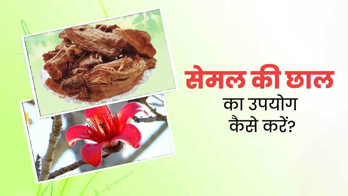 Semal Bark Benefits: गर्मी में त्वचा और बालों को ठीक रखना है तो ऐसे ...