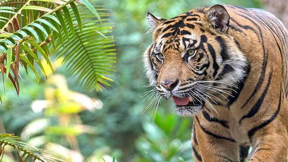 Tigers in Madhya Pradesh: बाघों की संख्या बढ़ने पर विशेषज्ञों ने दिया ...