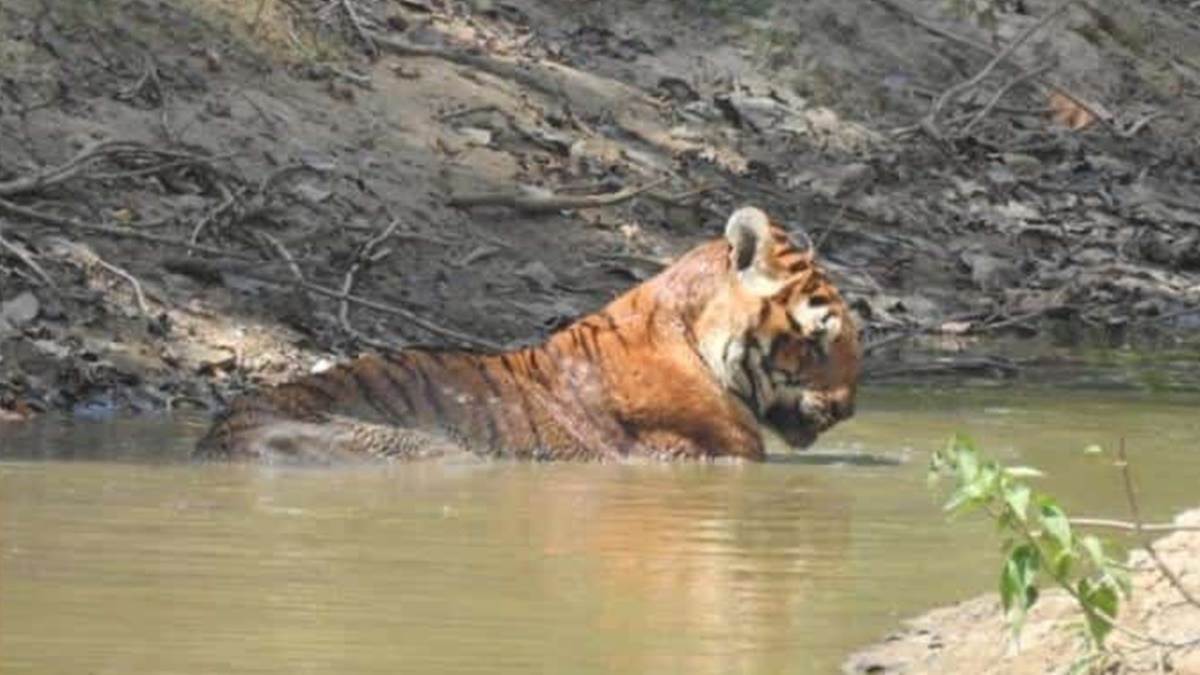 Balaghat News : कान्हा से सामान्य क्षेत्र में आए उम्रदराज नर बाघ की मौत ...