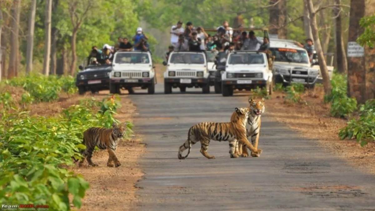 National Tiger Conservation Authority: एक ही वेबसाइट से बुक कर किए जा ...