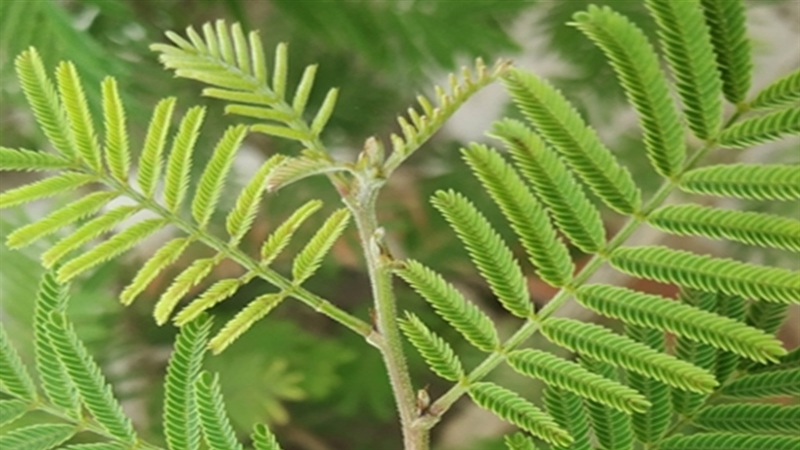 Shami Tree: दशहरे पर क्यों करते हैं शमी की पूजा जानिए 5 फायदे - Shami ...