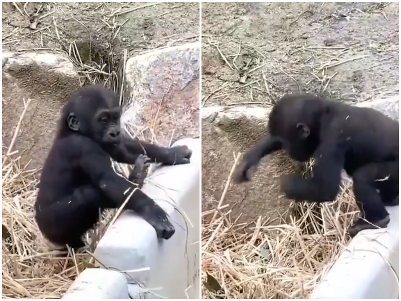 बेबी गोरिल्ला की हरकतें और उसकी मां की देखभाल से आपको भी याद आएगा अपना ...