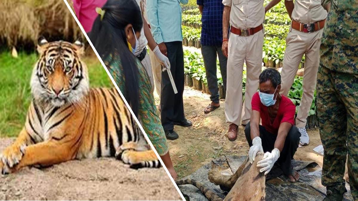 Tiger Death in Kanha: वर्चस्व की लड़ाई नहीं जीत पाया बूढ़ा बाघ, घायल ...