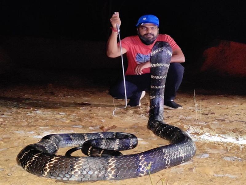 Korba News: धान के खेत में कुंडली मारकर बैठा था 13 फीट का विशाल किंग ...