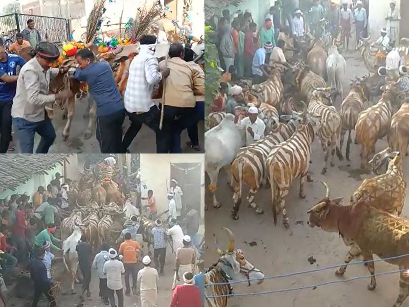 Gai Gohari Parv 2021: मन्नतधारियों के ऊपर से गुजरी गाय, 153 साल पुरानी ...