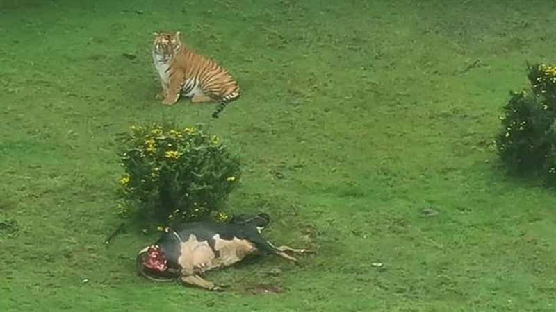 Viral Video: गोल्फ कोर्स के पास आ गया टाइगर ऊटी को वीडियो सोशल मीडिया ...