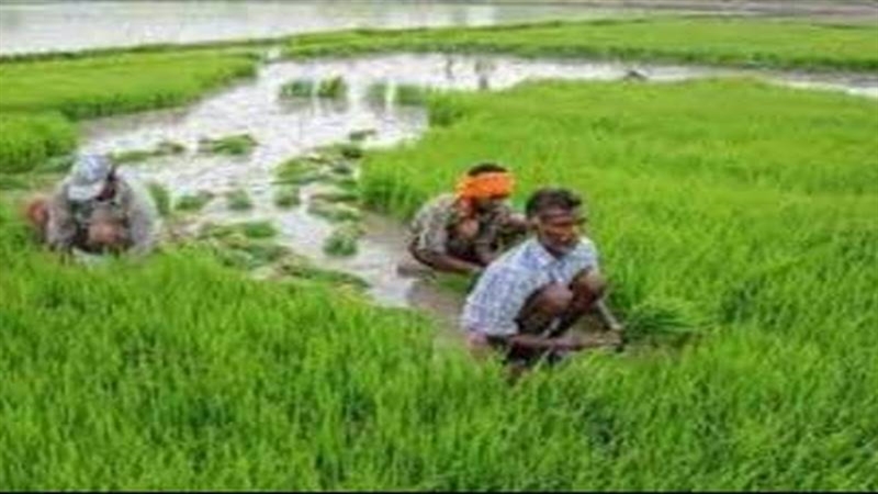 गोबर-गोमूत्र खरीदी की योजना से बढ़ने लगा जैविक खेती का रकबा मृदा के ...