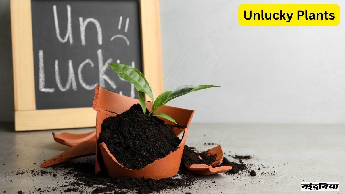 Unlucky Plants: अकाल मृत्यु का कारण बन सकते हैं ये पौधे, घर में कभी न ... Unlucky Plants: अकाल मृत्यु का कारण बन सकते हैं ये पौधे, घर में कभी न ...