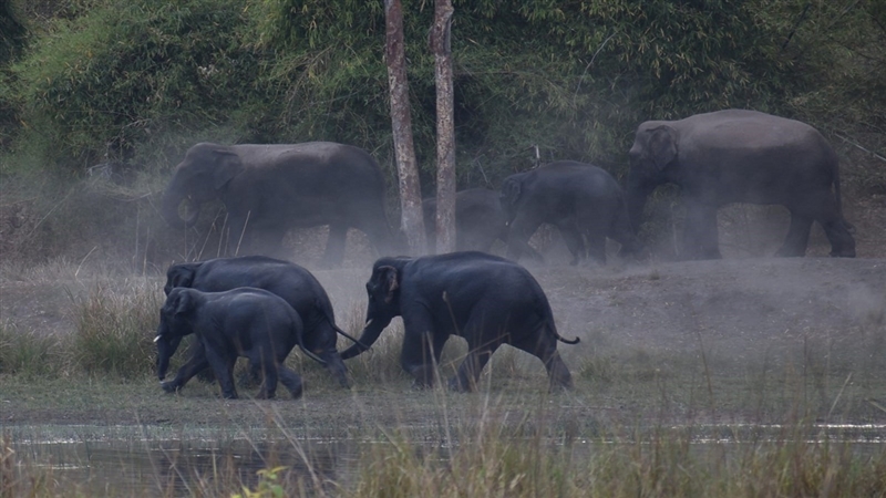 Umariya News : रेपिड रिस्पांस यूनिट मानव हाथी द्वंद्व को करेगा कम ...