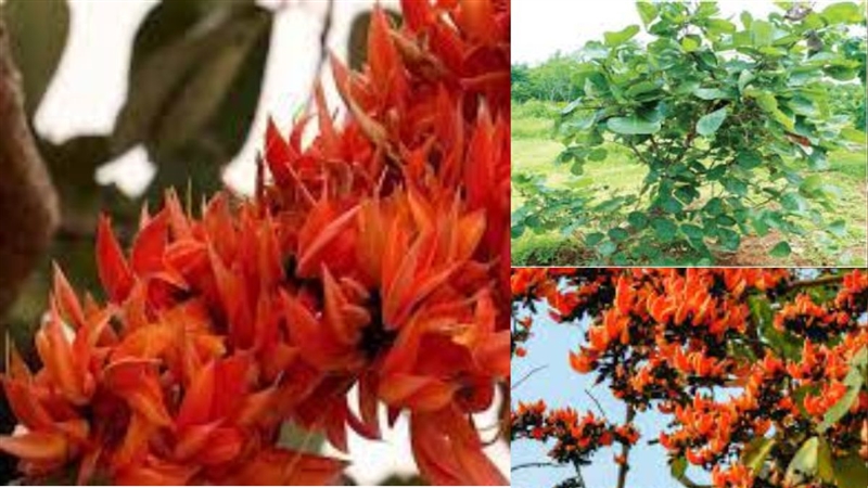 Bilaspur News: संग्रहण केंद्रों में पलाश का संग्रहण300 क्विंटल का मिला ...