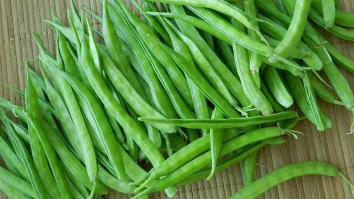 Guar Pods in Summer: गर्मियों में जरूर करें ग्वार फली का सेवन, इस ...