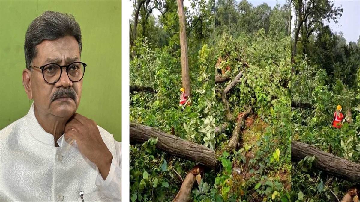 Korba News: हसदेव अरण्य में हो रही पेड़ों की कटाई पर लगाई जाए रोक ...