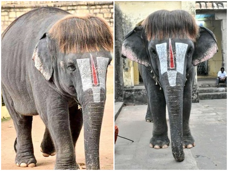 Elephant Hairstyle: 'साधना कट' हेयरस्टाइल वाली ये हथिनी सोशल मीडिया पर ...