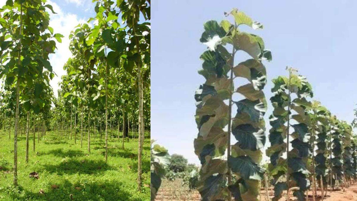 Bilaspur News: ट्री-फार्मिंग में, सागौन का बढ़ रहा दबदबा - In tree ...