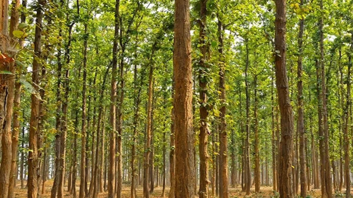 इंदौर में होगी पेड़ों की गणना, जियो टैगिंग भी करेंगे, हर पेड़ की सेहत ...