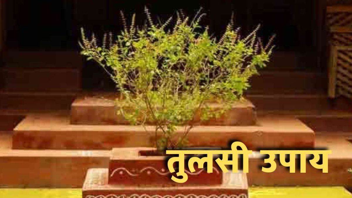 Diwali Tulsi Upay: बरकत बढ़ने के साथ घर में आएगी खुशहाली, दीपावली पर करें तुलसी से जुड़े ये उपाय
