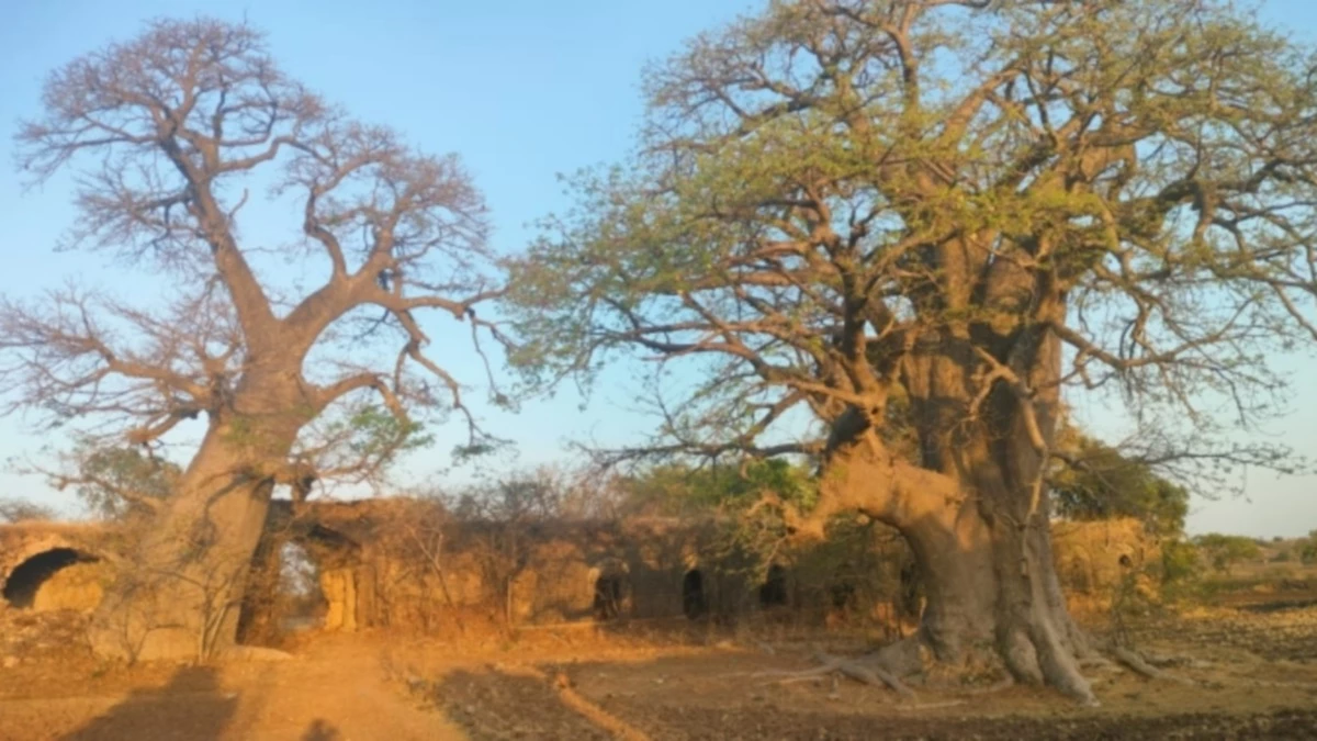 मध्य प्रदेश में संरक्षित की जाएगी औषधीय गुणों से भरपूर खुरासानी इमली ...