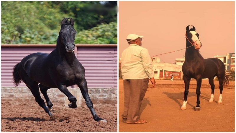 Barwani News: मध्यप्रदेश की सीमा पर महाराष्ट्र में लगता है अश्वों का ...