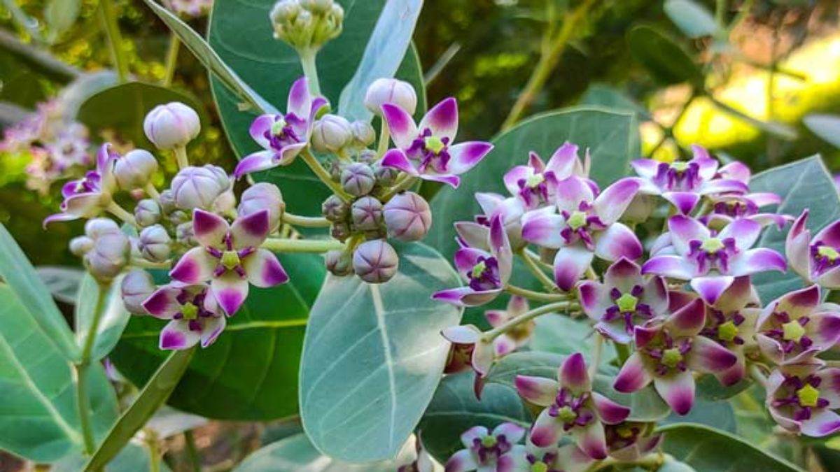 Aak Flower Astrology: घर में रखेंगे ये फूल तो बदल जाएगी किस्मत, भरभराकर ...