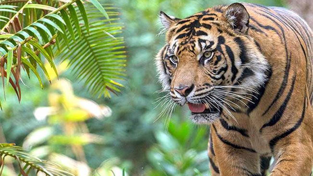 पन्ना टाइगर रिजर्व में दो माह में तीन बाघ और दो तेंदुओं का शिकार ...