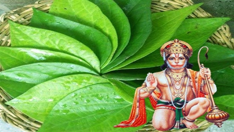 Paan Ka Patta: कई समस्याओं को दूर कर सकता है पान का पत्ता जानिए आसान ...