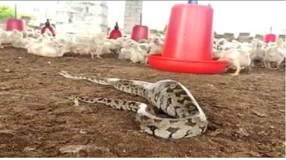 गोकुलगर की पोल्ट्री फार्म में मुर्गियां खाकर फंसे अजगर को सर्प मित्र ने ...