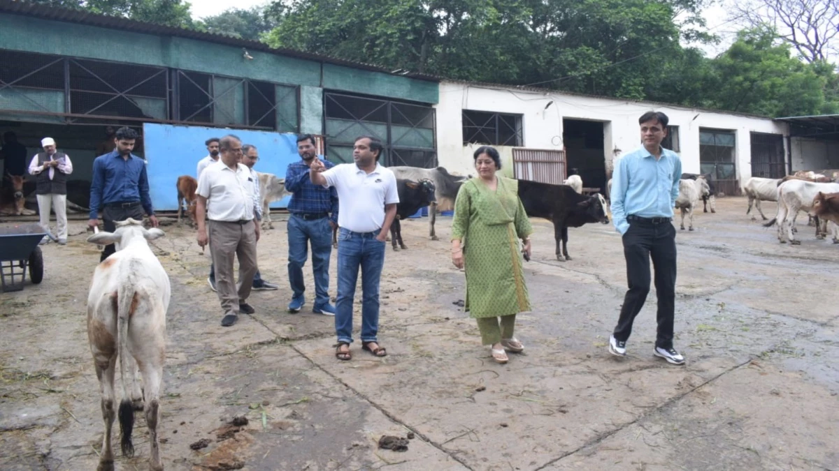 'आसरा' में पशुओं के लिए बनाया जाएगा नया शेड, गोवंश की देखभाल के लिए बढ़ाए कर्मचारी - A new shed ...