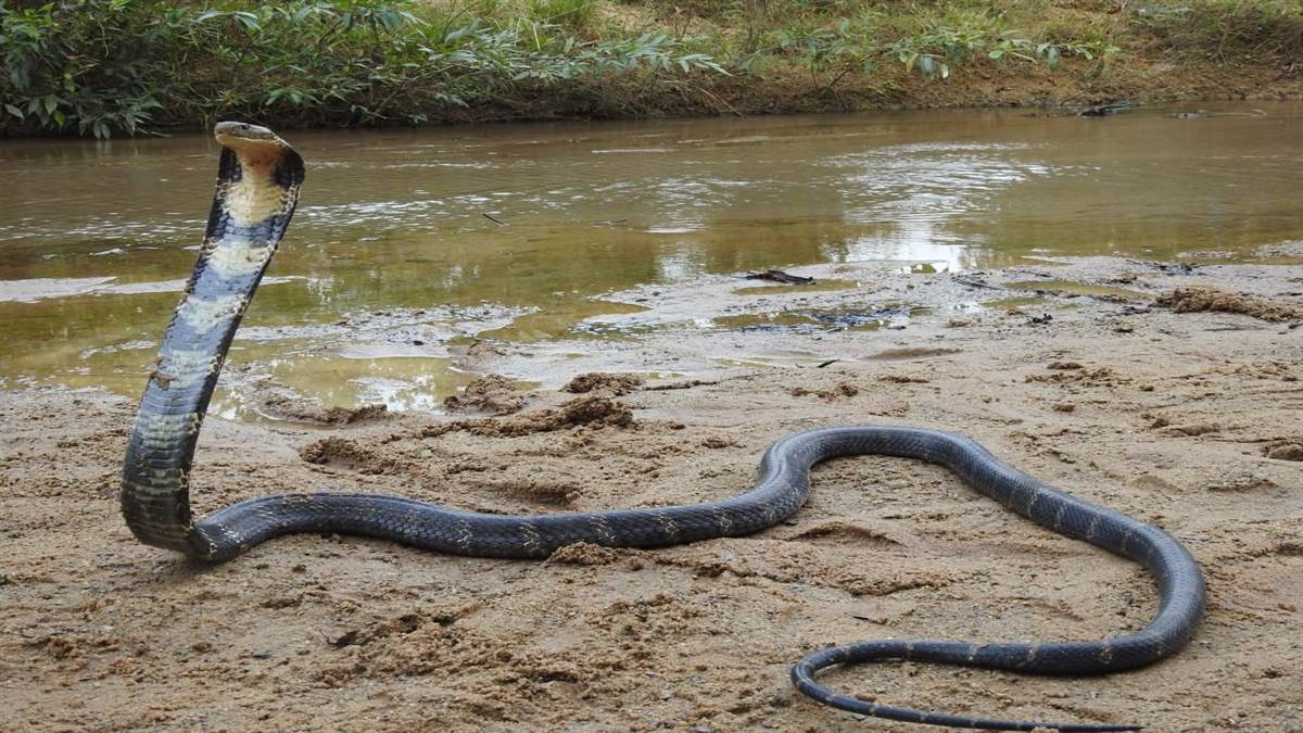 Korba Wildlife News: किंग कोबरा के संवर्धन के लिए के वन क्षेत्र होंगे ...