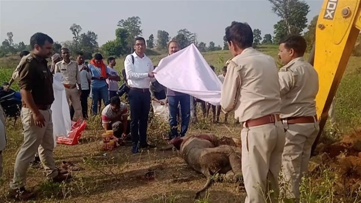 Korba Wildlife News: हसदेव नदी में डूबने से फिर हुई हाथी के बच्चे की ...