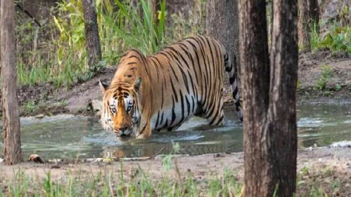 MP News: बाघों को बचाने के लिए संरक्षित क्षेत्रों से गुजरने वाली बिजली ...