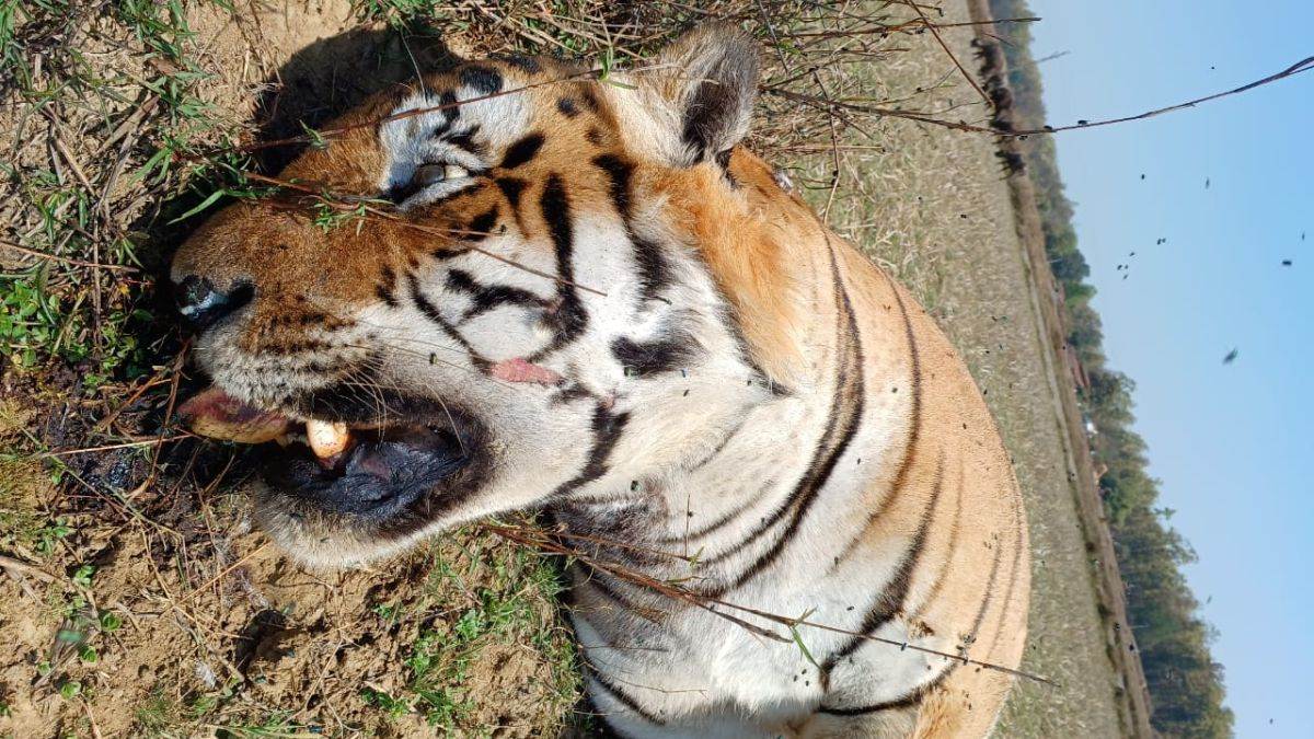 Balaghat News: करंट लगने से आठ साल के नर बाघ की मौत, परिक्षेत्र के ...