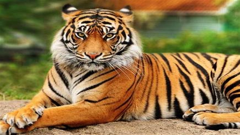 Project Tiger: प्रधानमंत्री मोदी मैसूर में घोषित करेंगे बाघों की संख्या ...