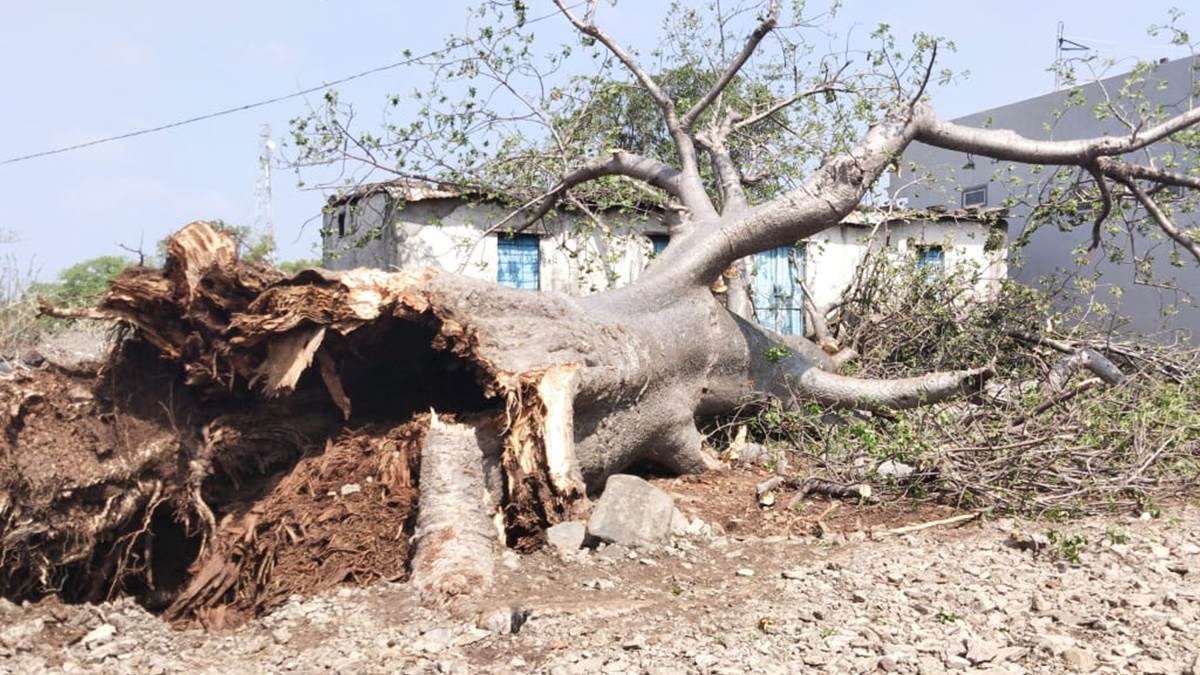 MP News: मांडू में आंधी से खुरासानी इमली का 500 साल पुराना पेड़ गिरा ...