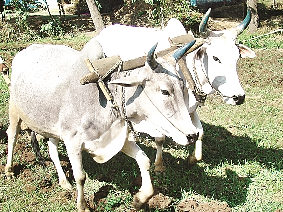 Hareli Festivals in Bilaspur: गोठानों में आज मनाएंगे हरेली त्योहार ...