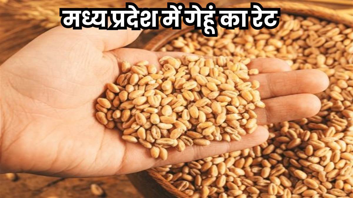 MP Gehu Rate: इंदौर मंडी में मिल क्वालिटी गेहूं, मालवराज और लोकवन का ...