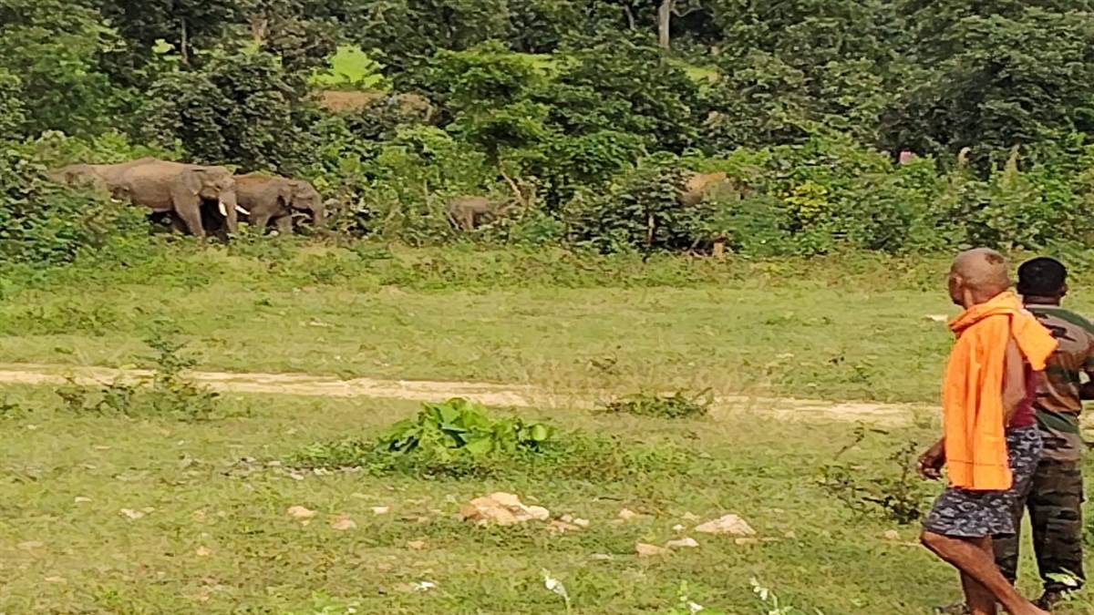 27 हाथियों को बड़ा दल ओडिशा से वापस तपकरा वापस लौटा - A large group of ...