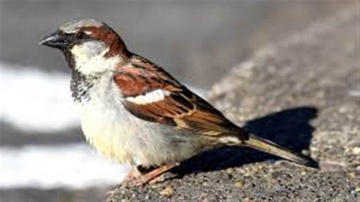 ओरी चिरैया नन्ही सी चिड़िया...अंगना में फिर आजा रे - Ori chiriya a ...